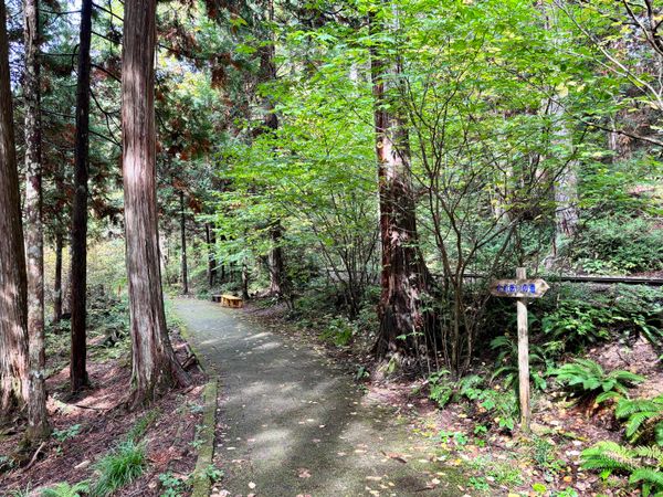 Akasawa Natural Recreation Forest - Forest Bathing on the Nakasendo ...