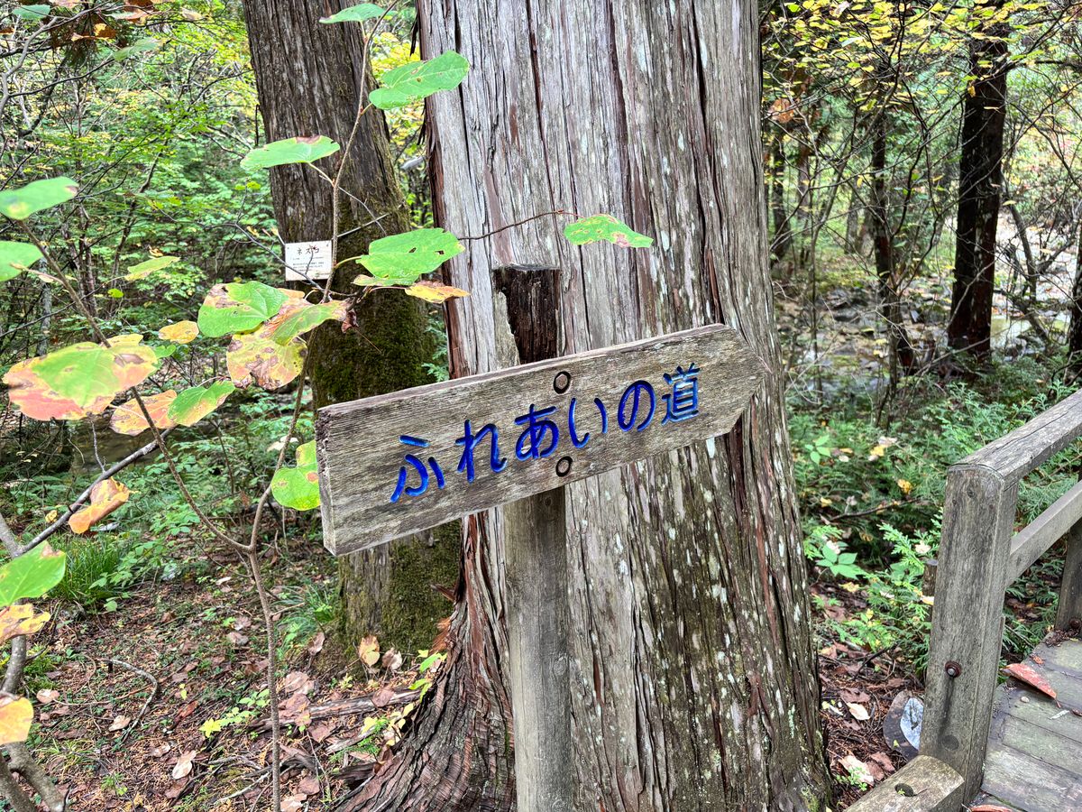 Akasawa Natural Recreation Forest - Forest Bathing on the Nakasendo ...