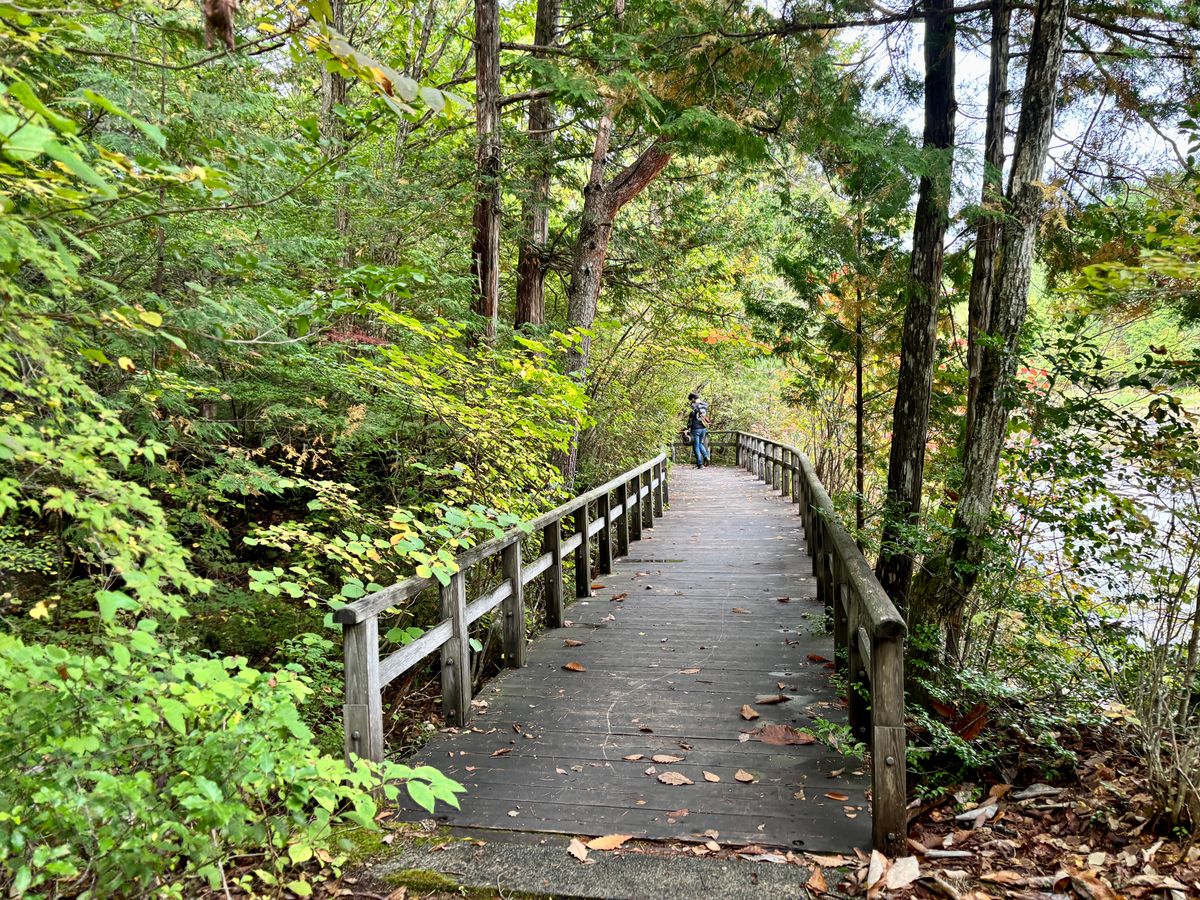 Akasawa Natural Recreation Forest - Forest Bathing on the Nakasendo ...